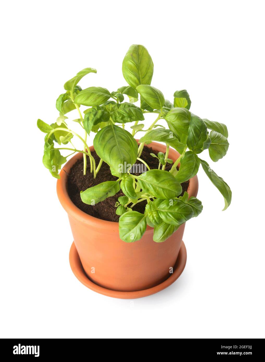 Fresh basil in pot on white background Stock Photo - Alamy