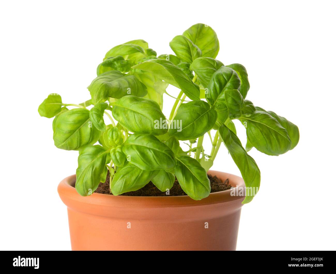 Fresh basil in pot on white background, closeup Stock Photo - Alamy