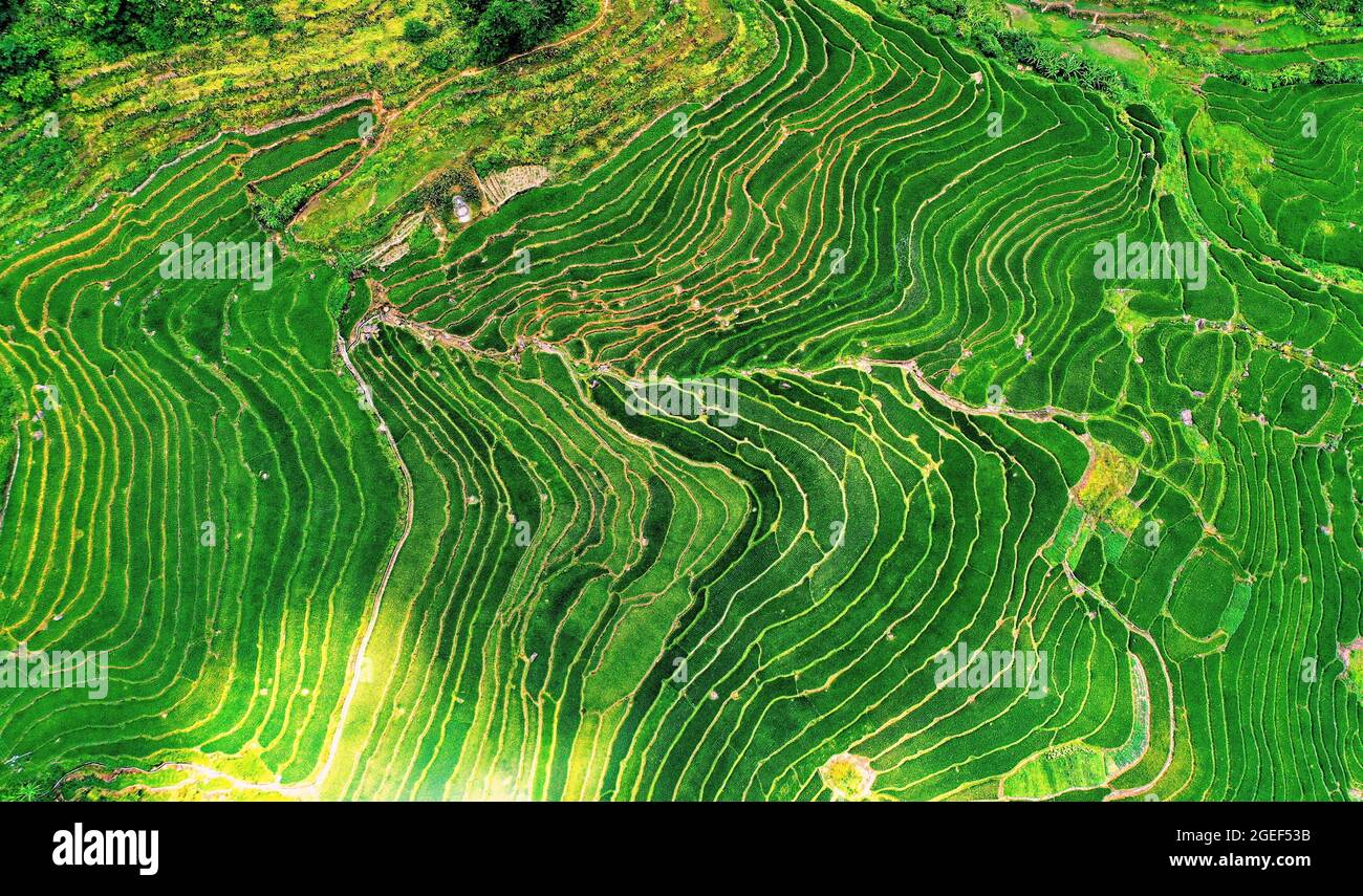 Aerial view of the thousands of terraces near the Hakka Tulou in ...