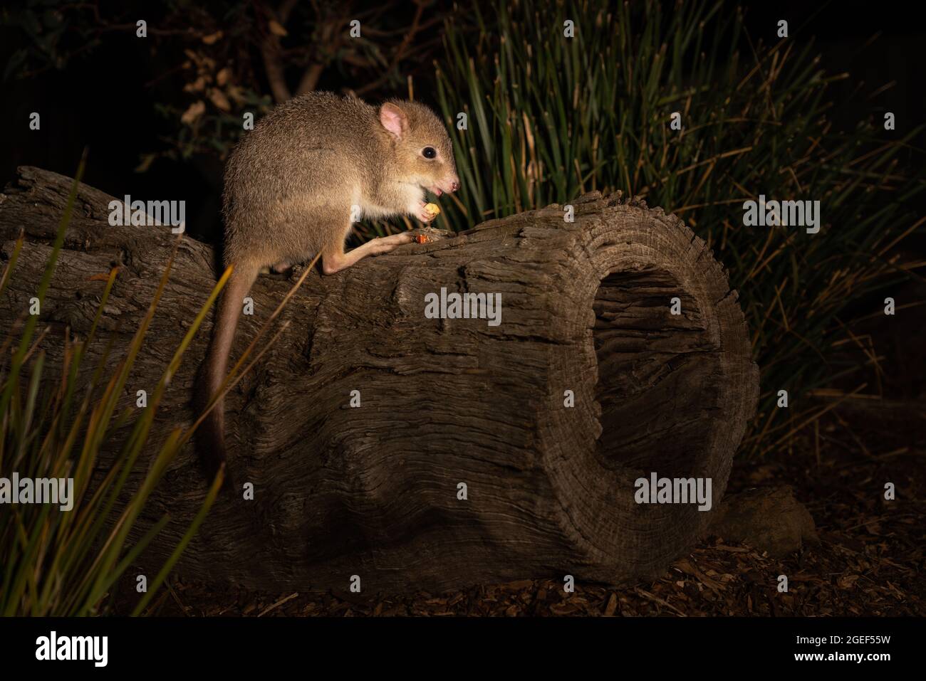 Bettong tasmania hi-res stock photography and images - Alamy