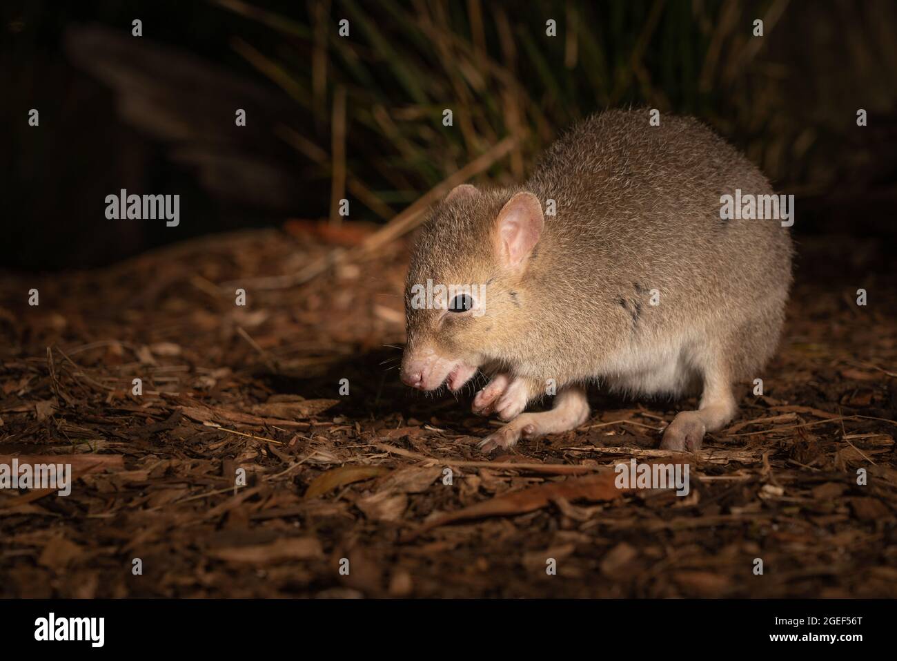 Bettong, australia hi-res stock photography and images - Alamy