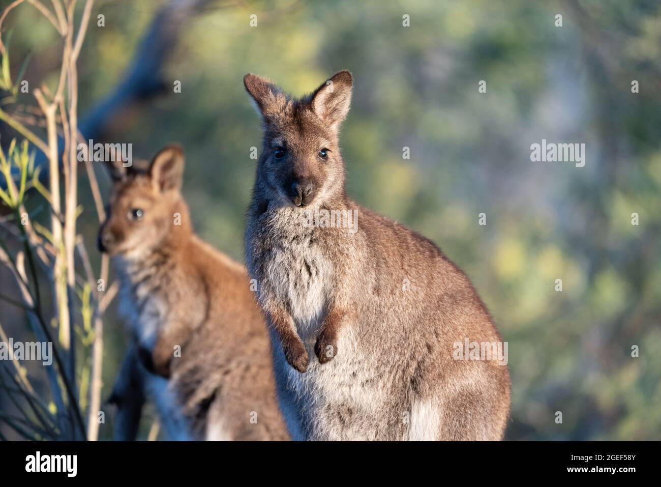 Wallaby on the Meehan Ranges of Tasmania, Australia Stock Photo - Alamy