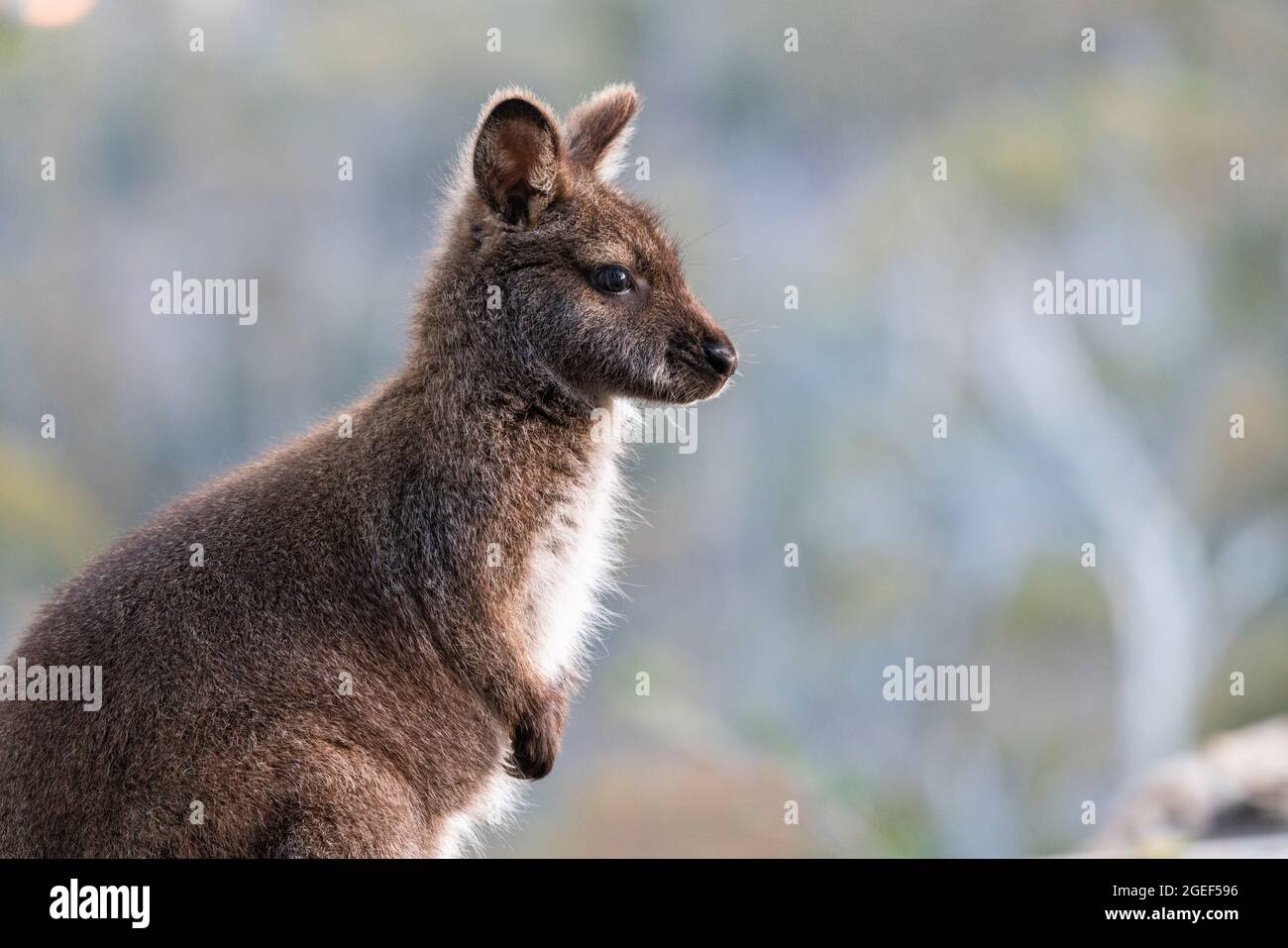 Wallaby on the Meehan Ranges of Tasmania, Australia Stock Photo - Alamy