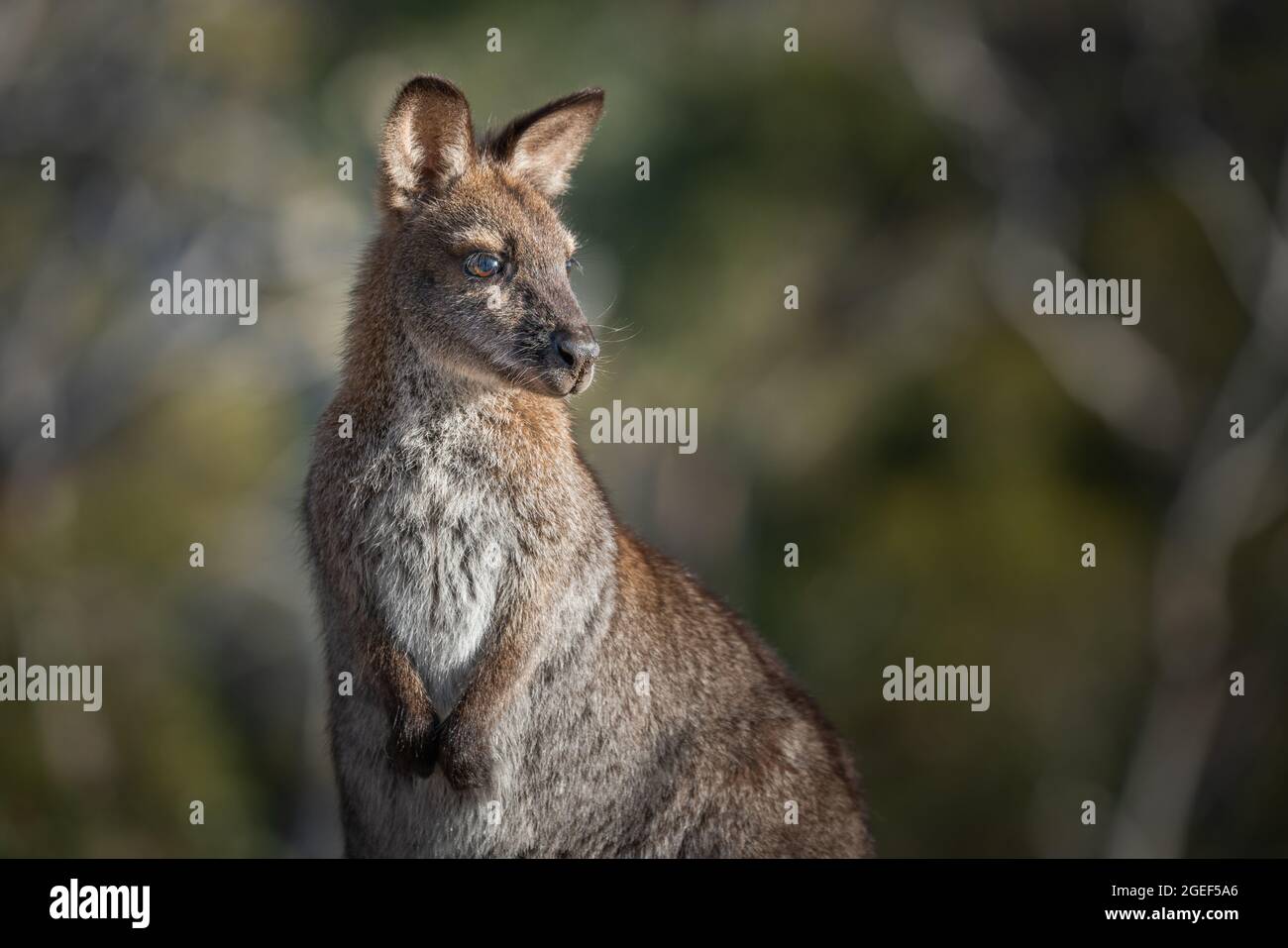 Wallaby on the Meehan Ranges of Tasmania, Australia Stock Photo - Alamy