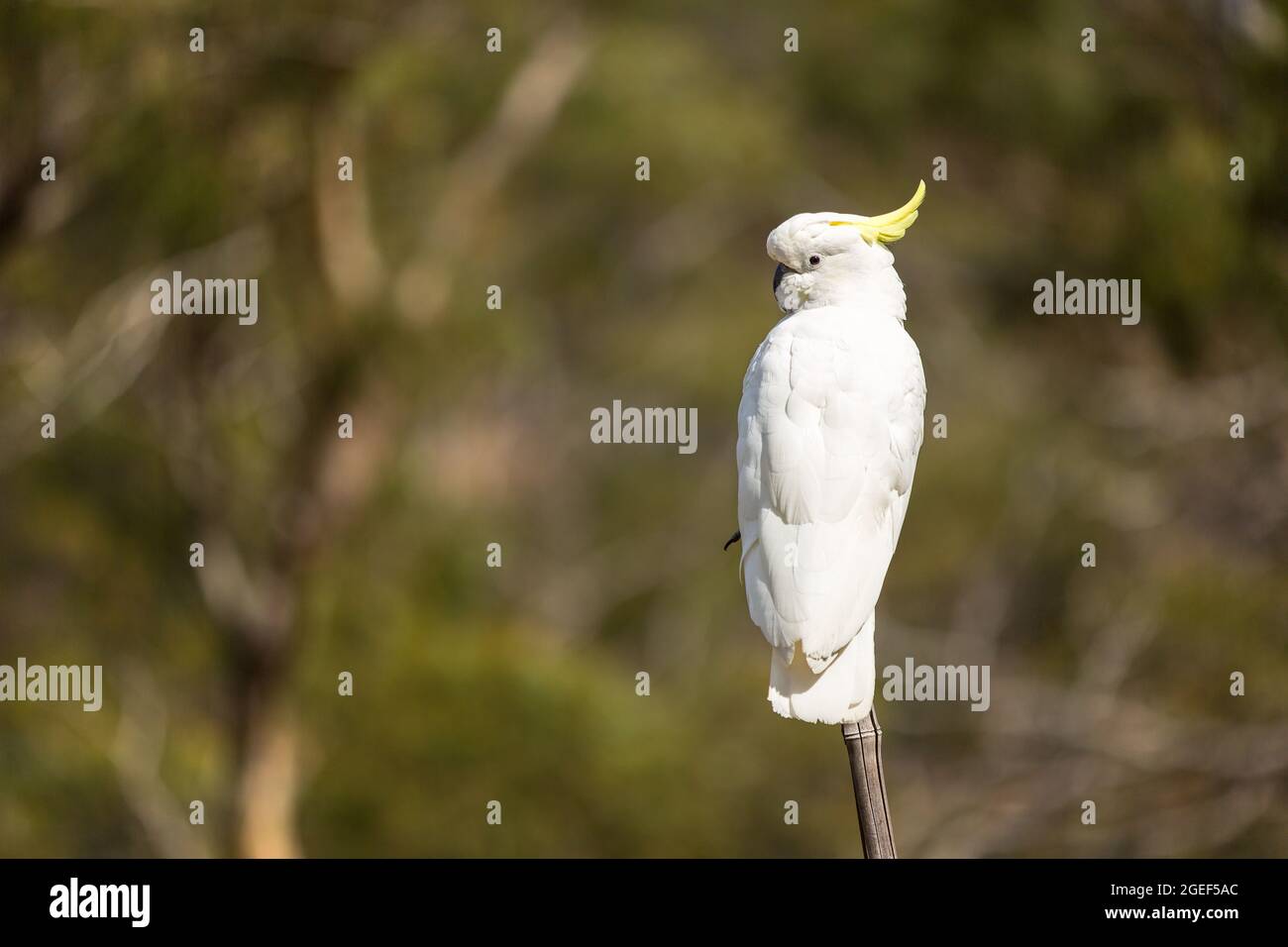 Rear view of a white Sulphur-Crested Cockatoo on a twig on a blurred ...