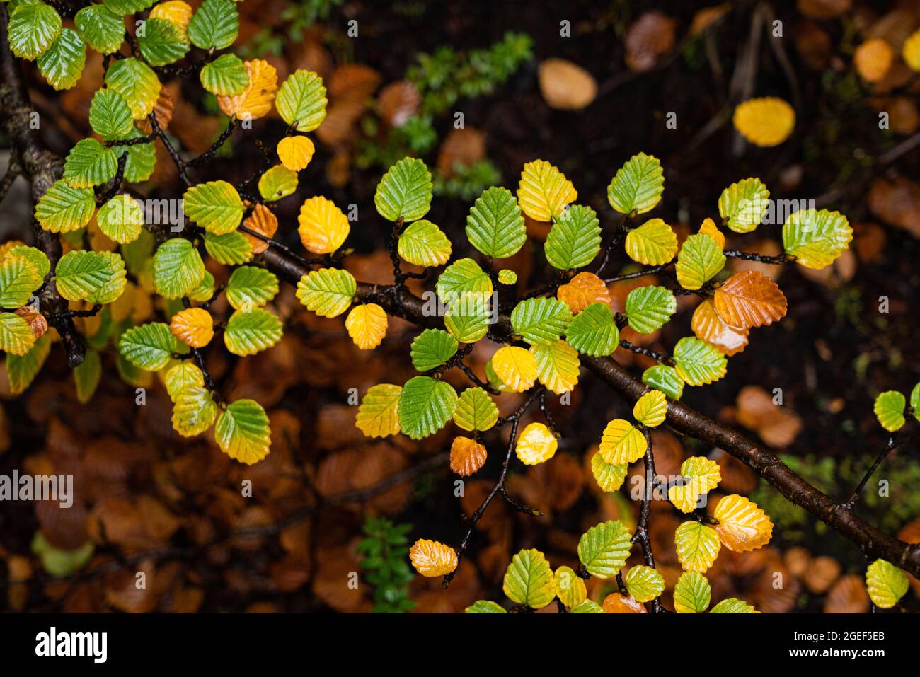 Autumn leaf colors of Nothofagus Gunnii, Fagus tree in the highlands of ...