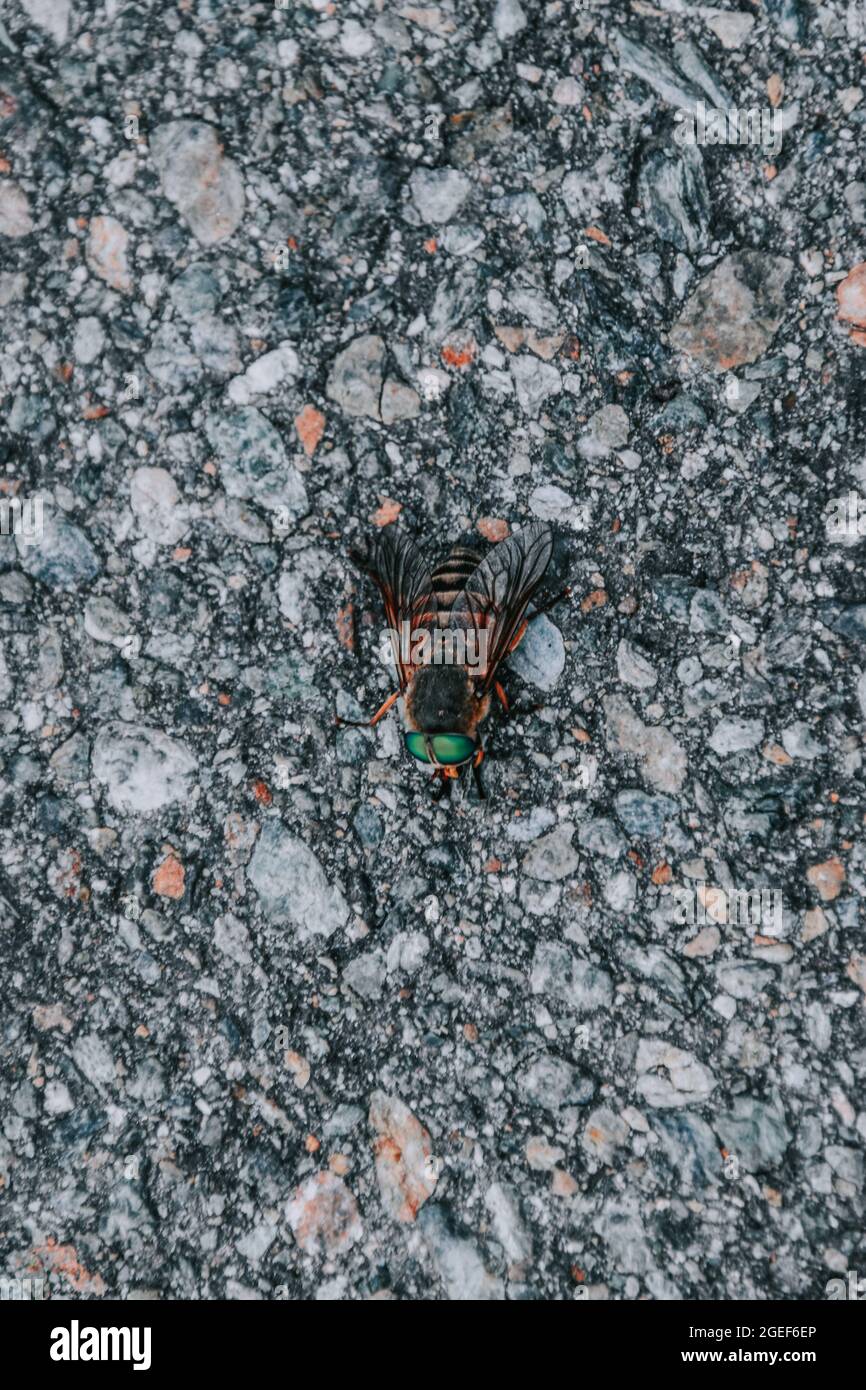 Overhead shot of a fly with large, green eyes on a stony surface Stock ...