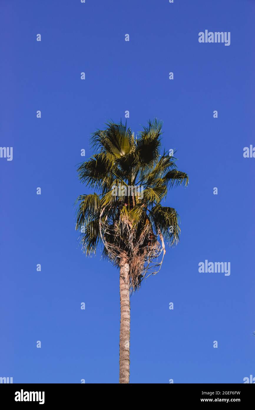 Vertical shot of a fan palm tree against a clear blue sky Stock Photo ...