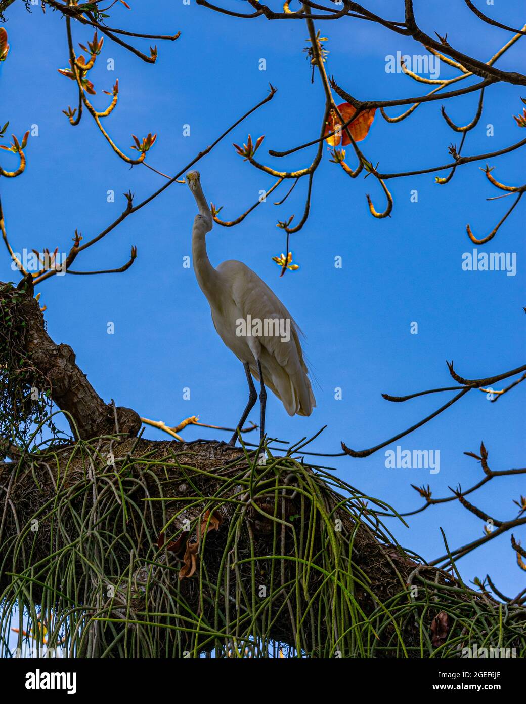 Rio de Janeiro, Brazil - CIRCA 2021: Egret is a bird of the order ...