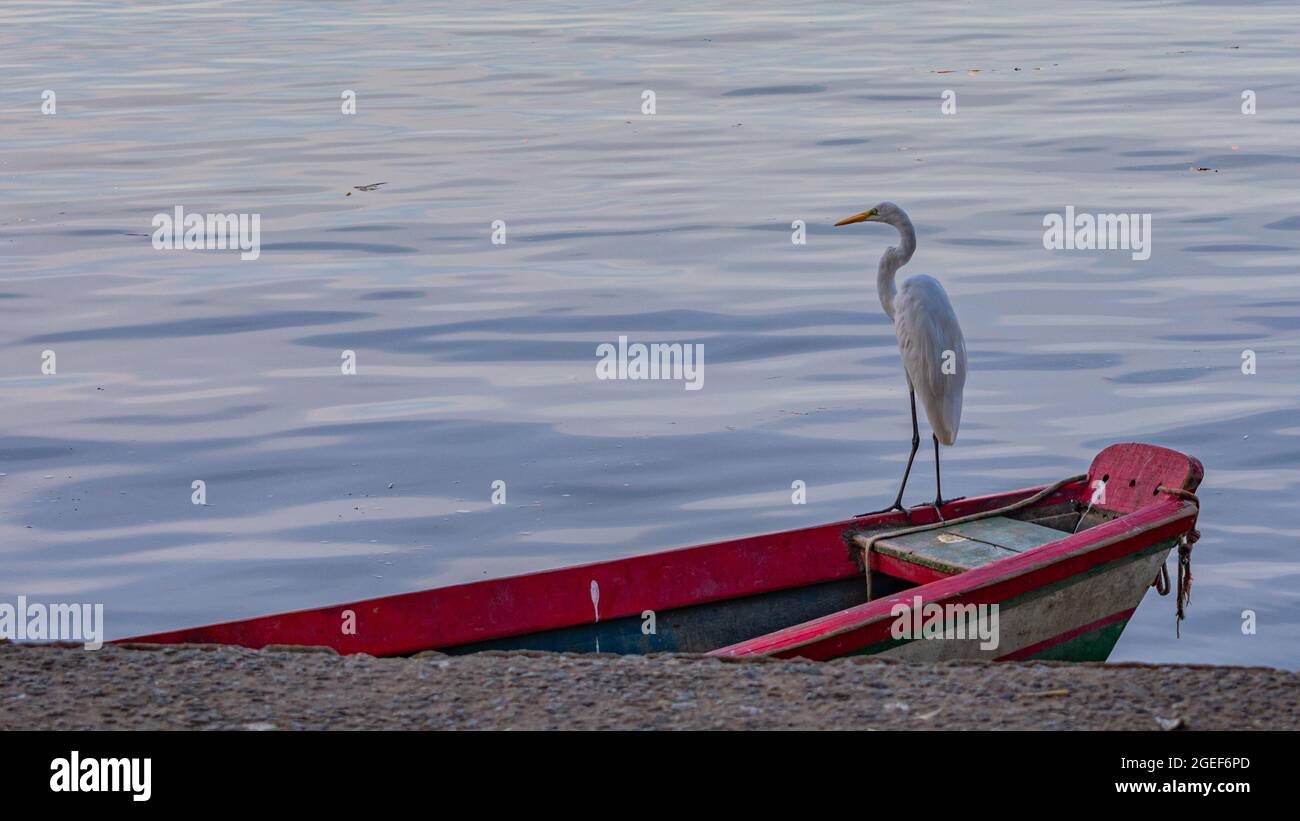 Rio de Janeiro, Brazil - CIRCA 2021: Egret is a bird of the order ...