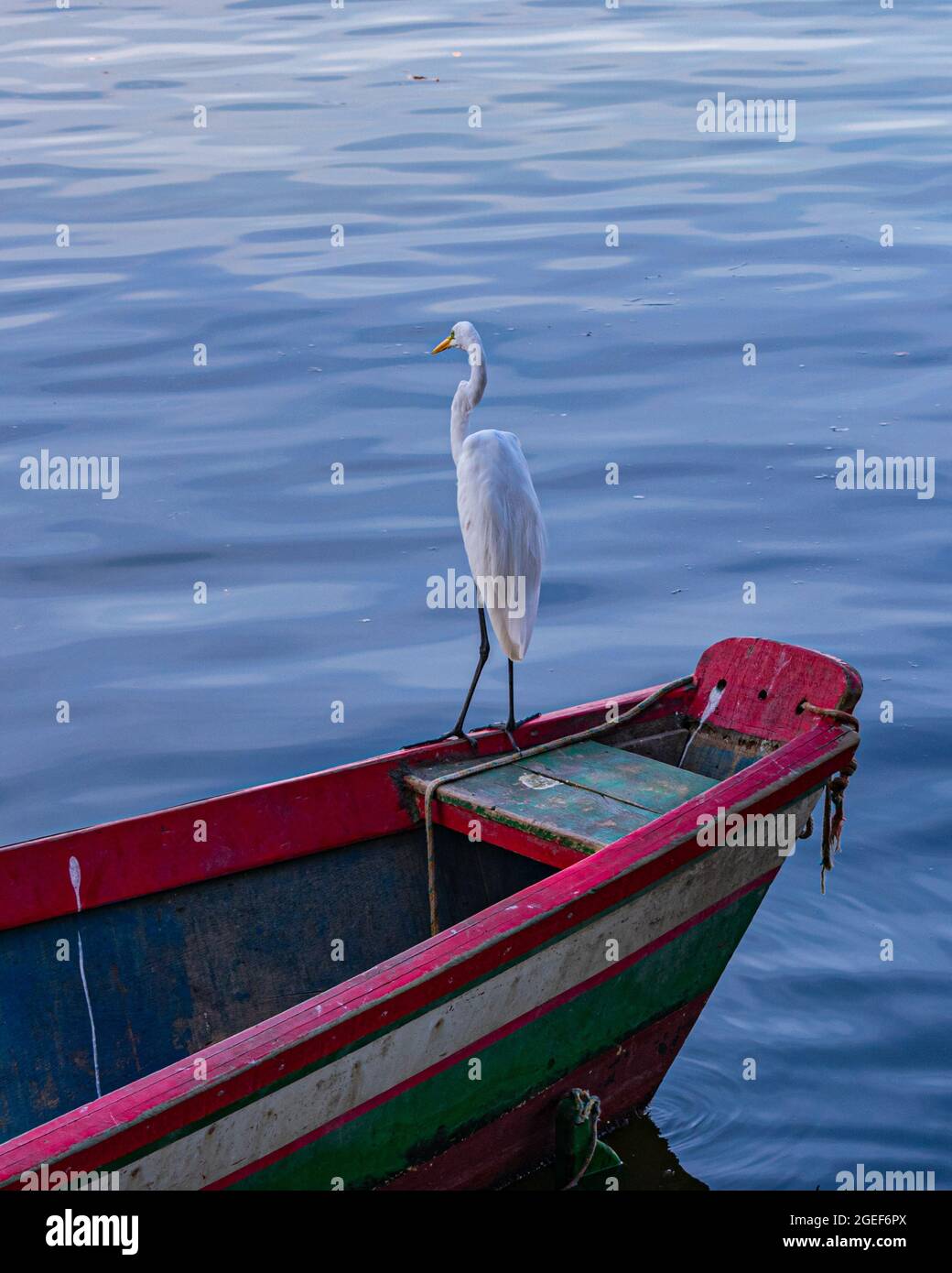 Rio de Janeiro, Brazil - CIRCA 2021: Egret is a bird of the order ...