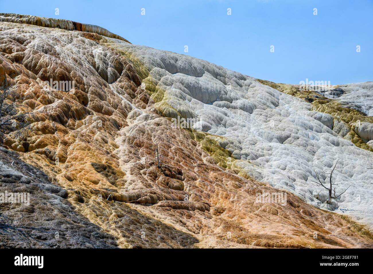 Lower Terraces Mammoth Hot Springs, Yellowstone National Park, USA ...