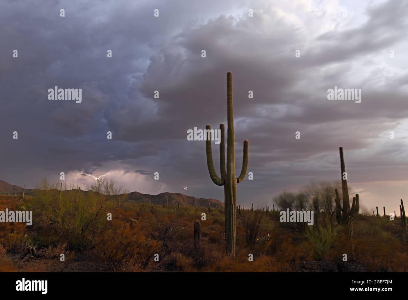 Monsoon in the sonoran desert Stock Photo - Alamy
