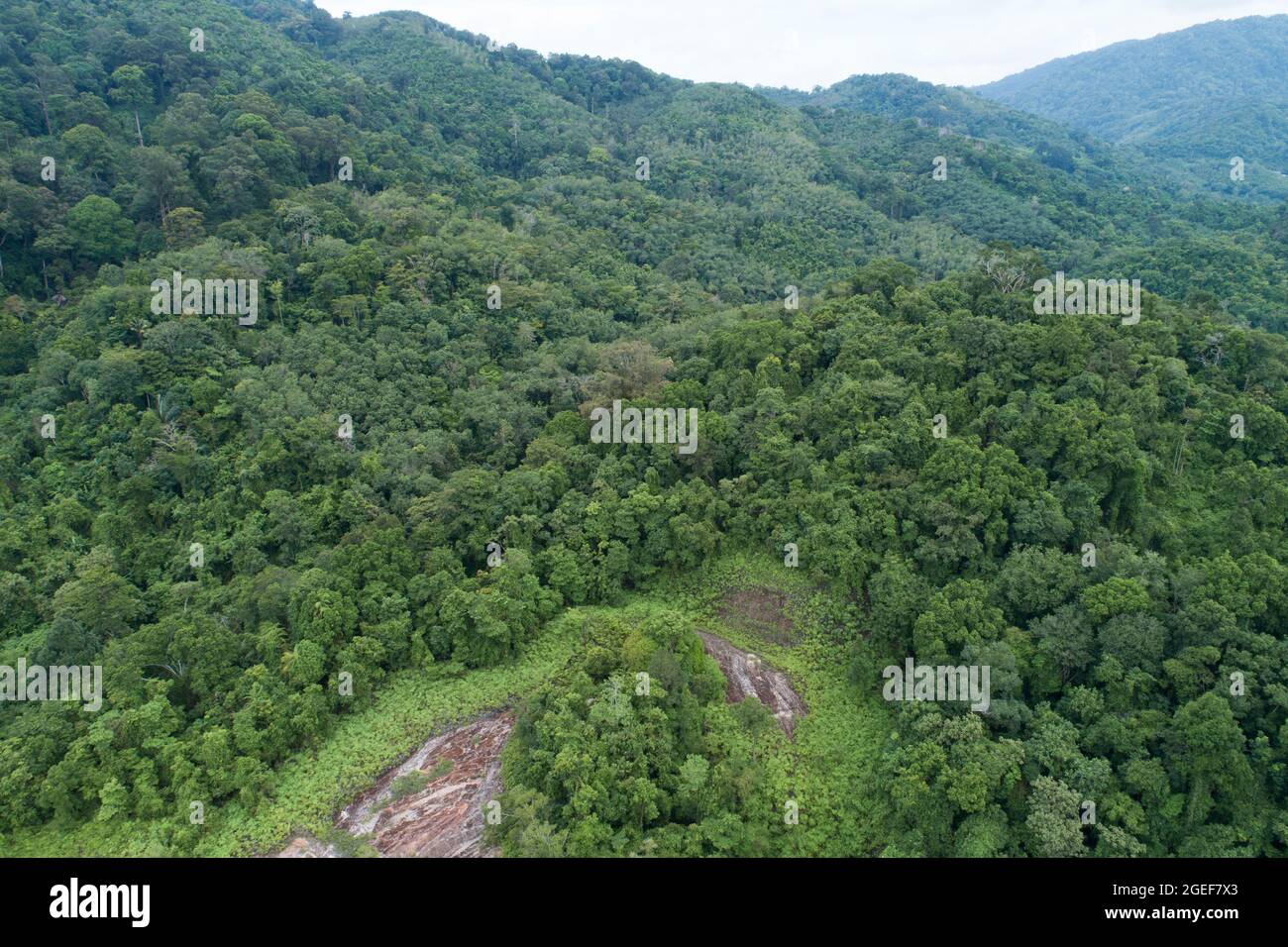 Aerial view Drone camera top view rainforest trees ecology with healthy ...