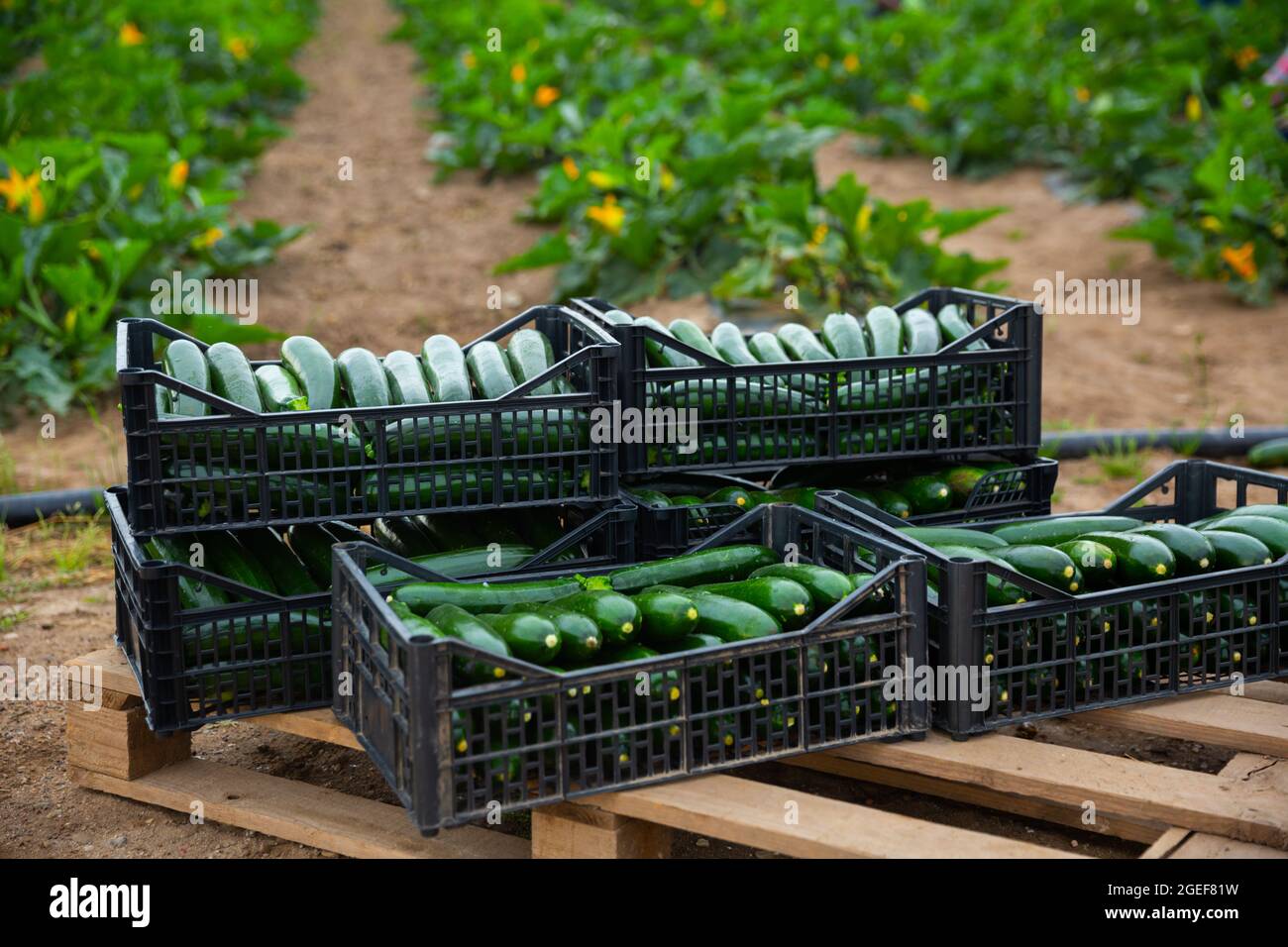 Ripe zucchini in boxes on a farm field Stock Photo - Alamy