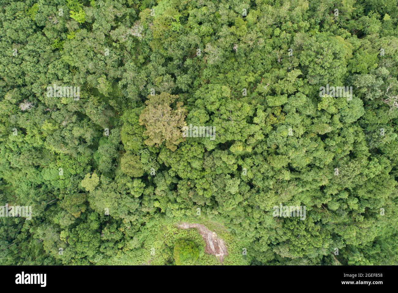Aerial high angle view top down rainforest trees. Abundance of tropical ...