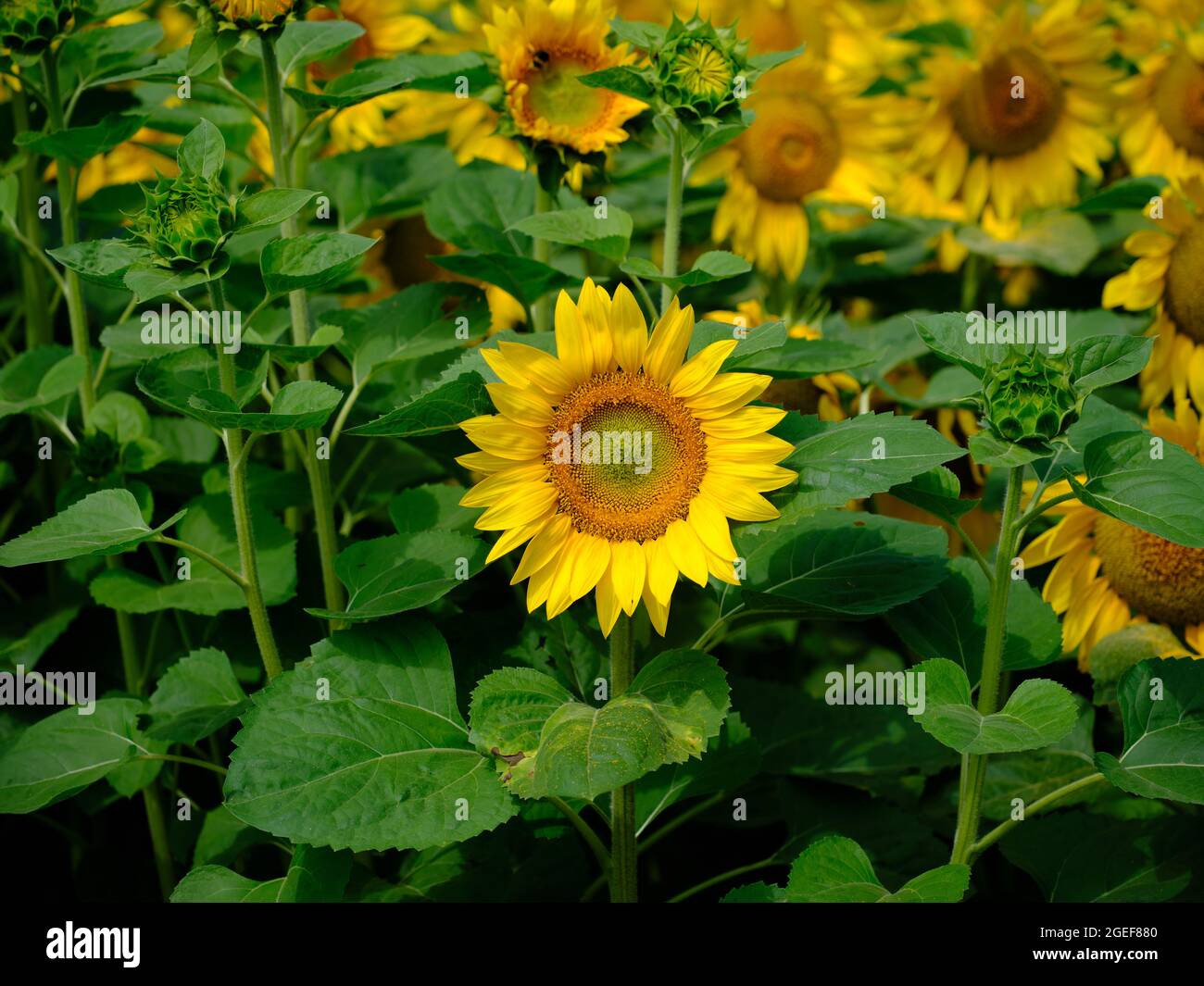 Full sun area flower hi-res stock photography and images - Alamy