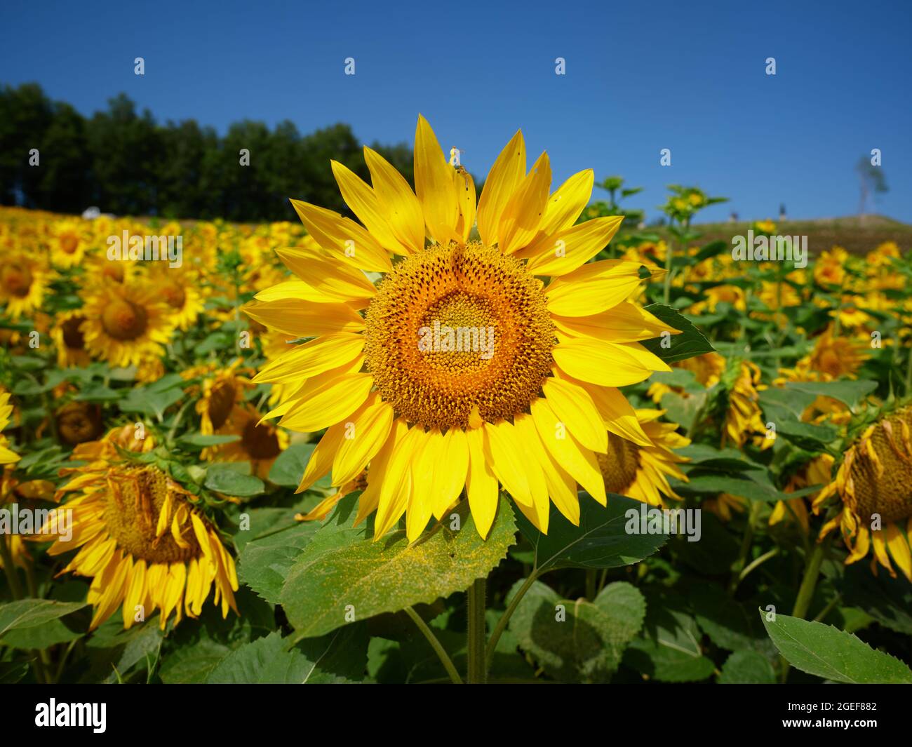 Full sun area flower hi-res stock photography and images - Alamy