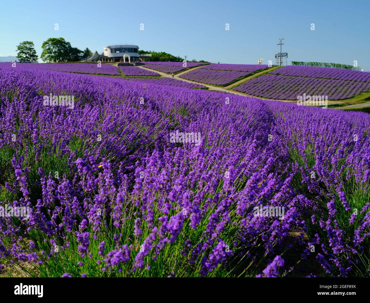 Lavender flower garden nakafurano hi-res stock photography and images ...