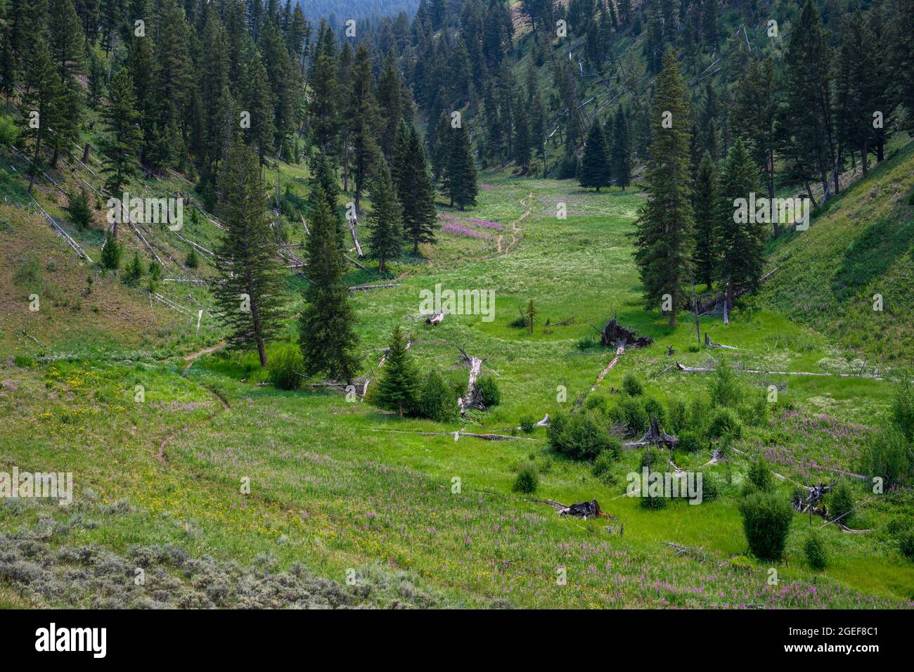 Grass and wildflowers growing in a pretty valley, Yellowstone National ...