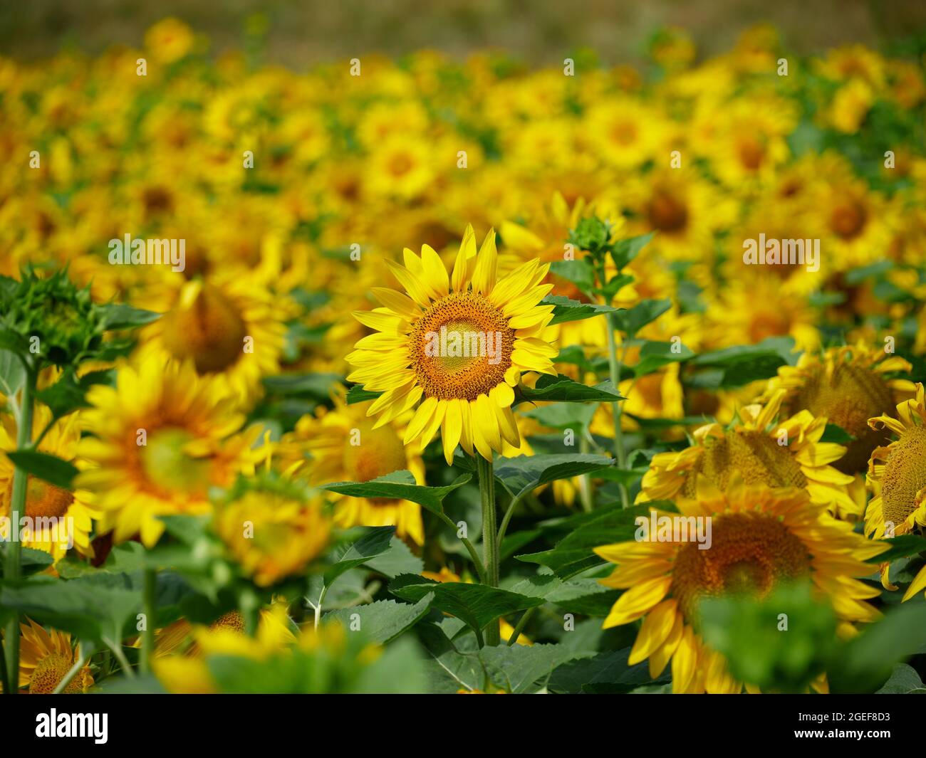 Full sun area flower hi-res stock photography and images - Alamy