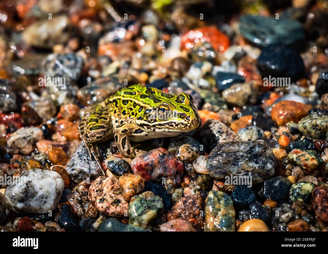 A close up image of a green leopard frog sitting on a very colorful ...