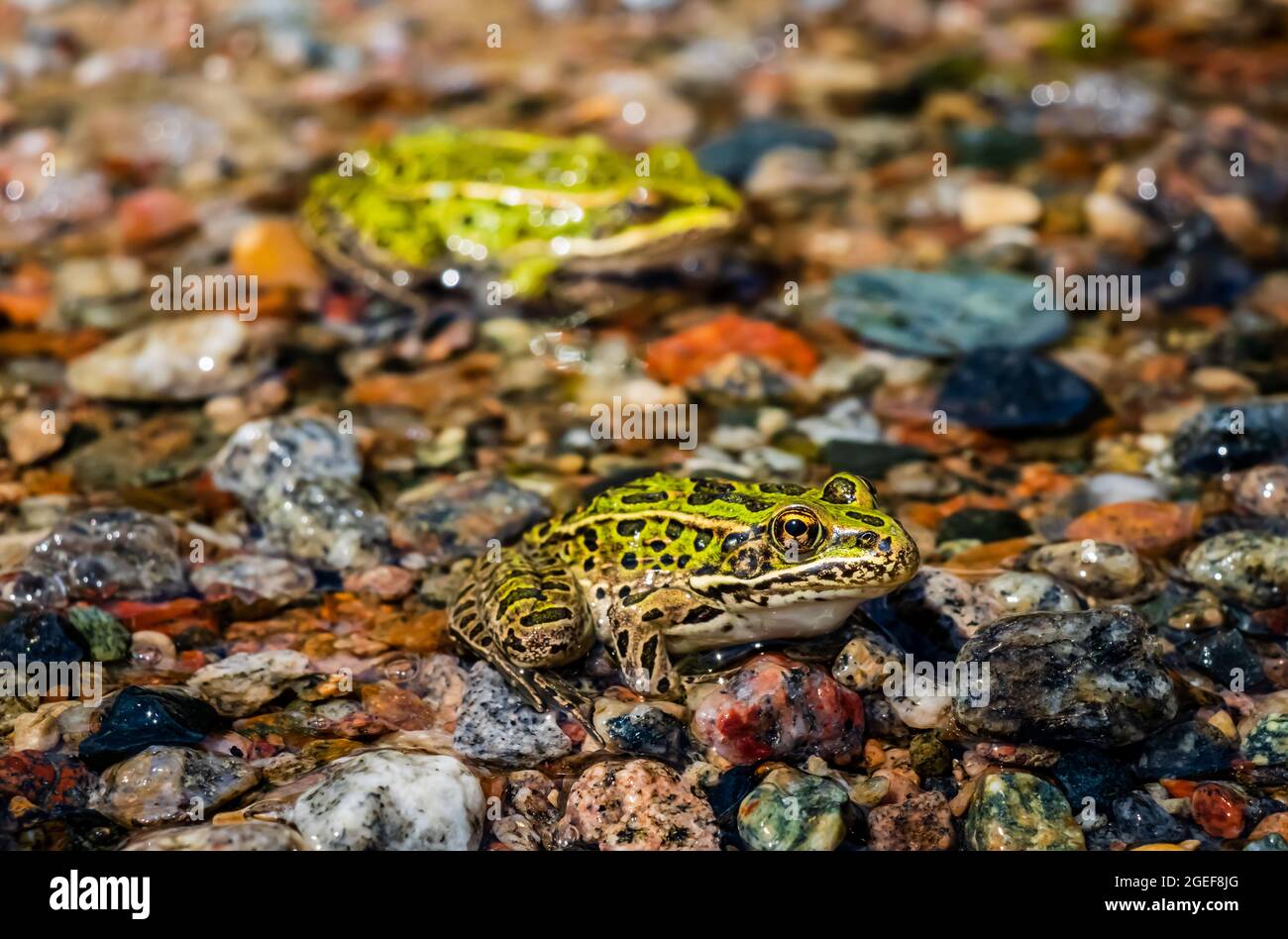 A close up image of two green leopard frogs sitting on a very colorful ...