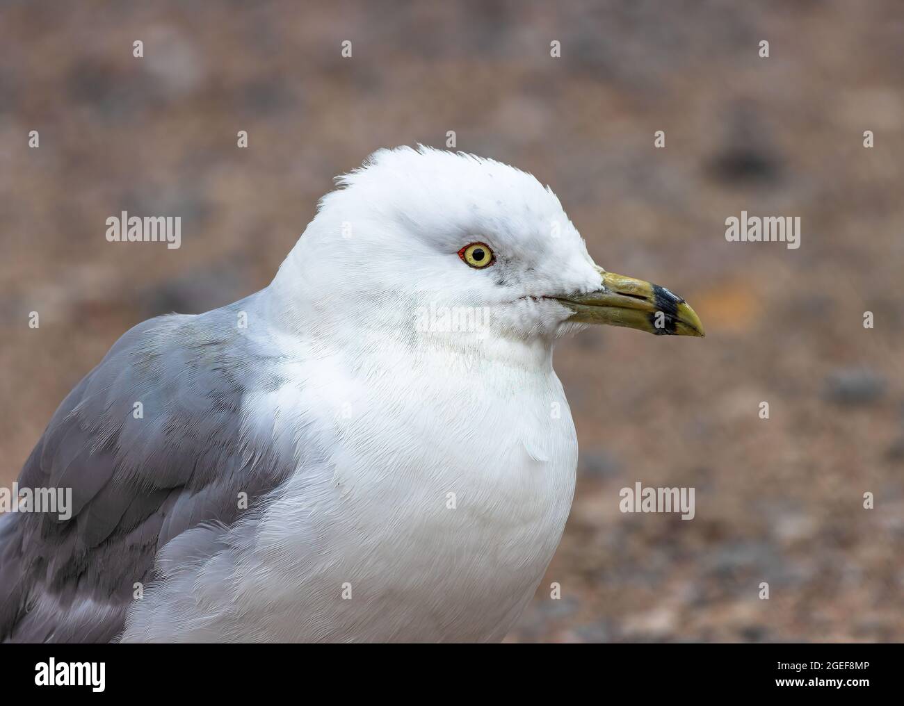 A close up side profiled image of a ring-billed seagull standing on a ...