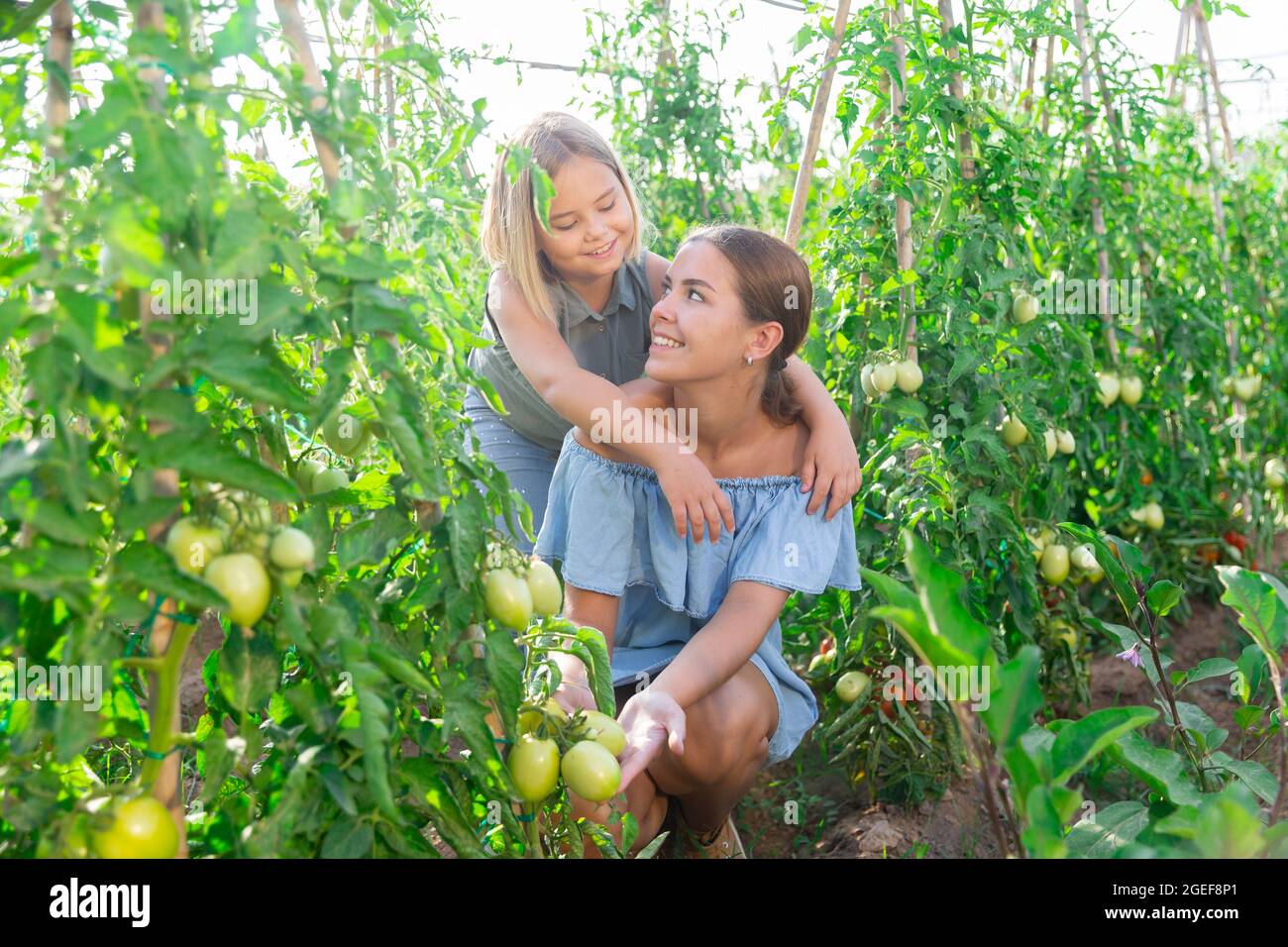 Teenage daughter helps mom look after tomato sprouts in garden Stock ...