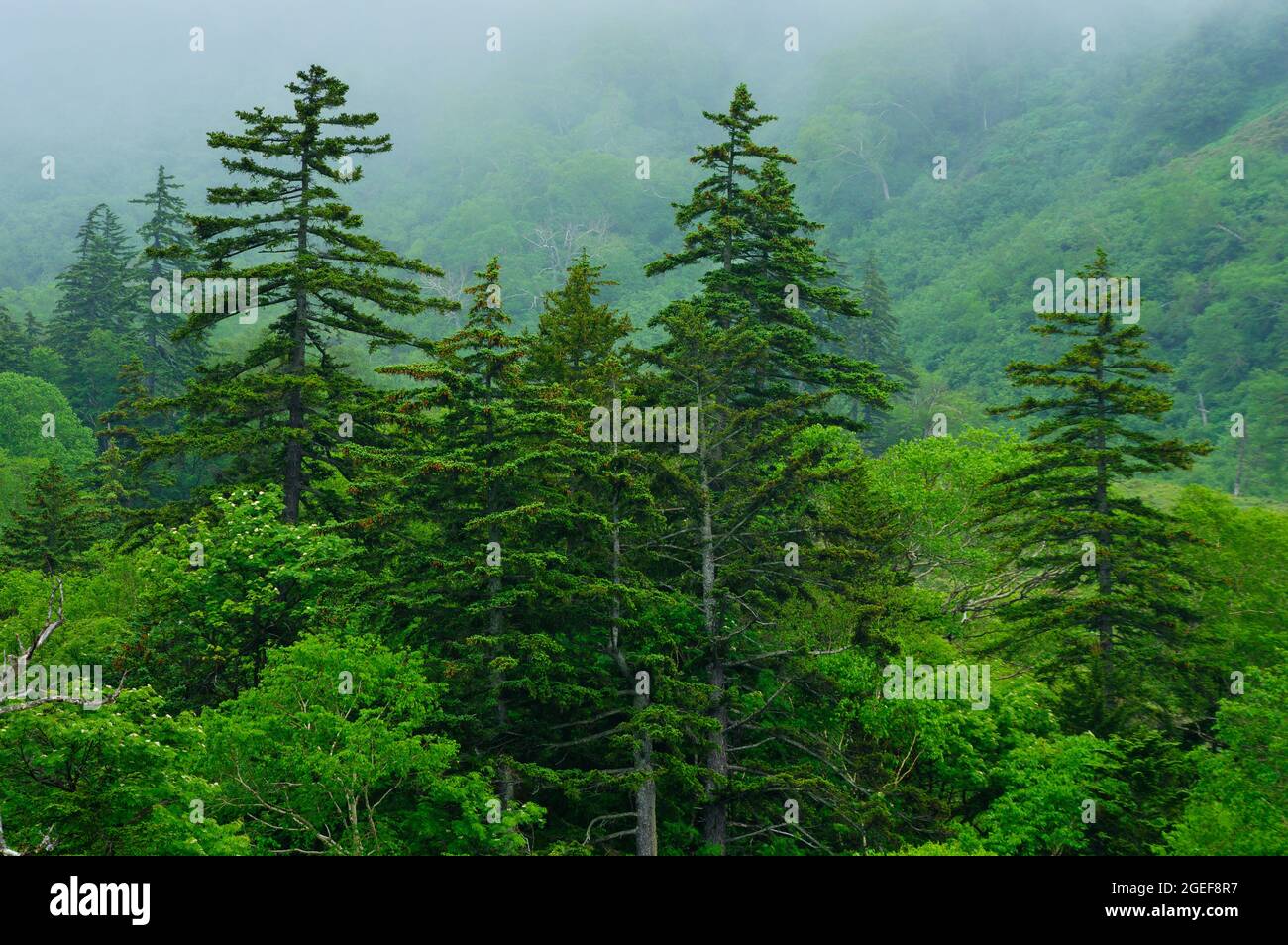 Visit Tokachi Pass 【北海道 十勝の魅力を満喫！】VISIT TOKACHI PASS - KKday