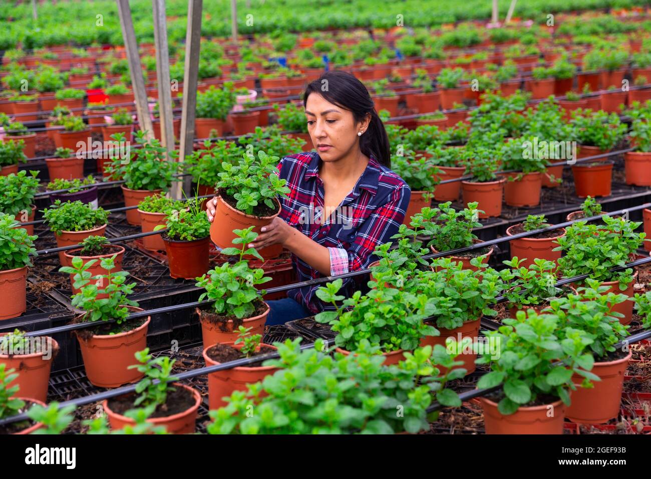 Mint farm india hi-res stock photography and images - Alamy