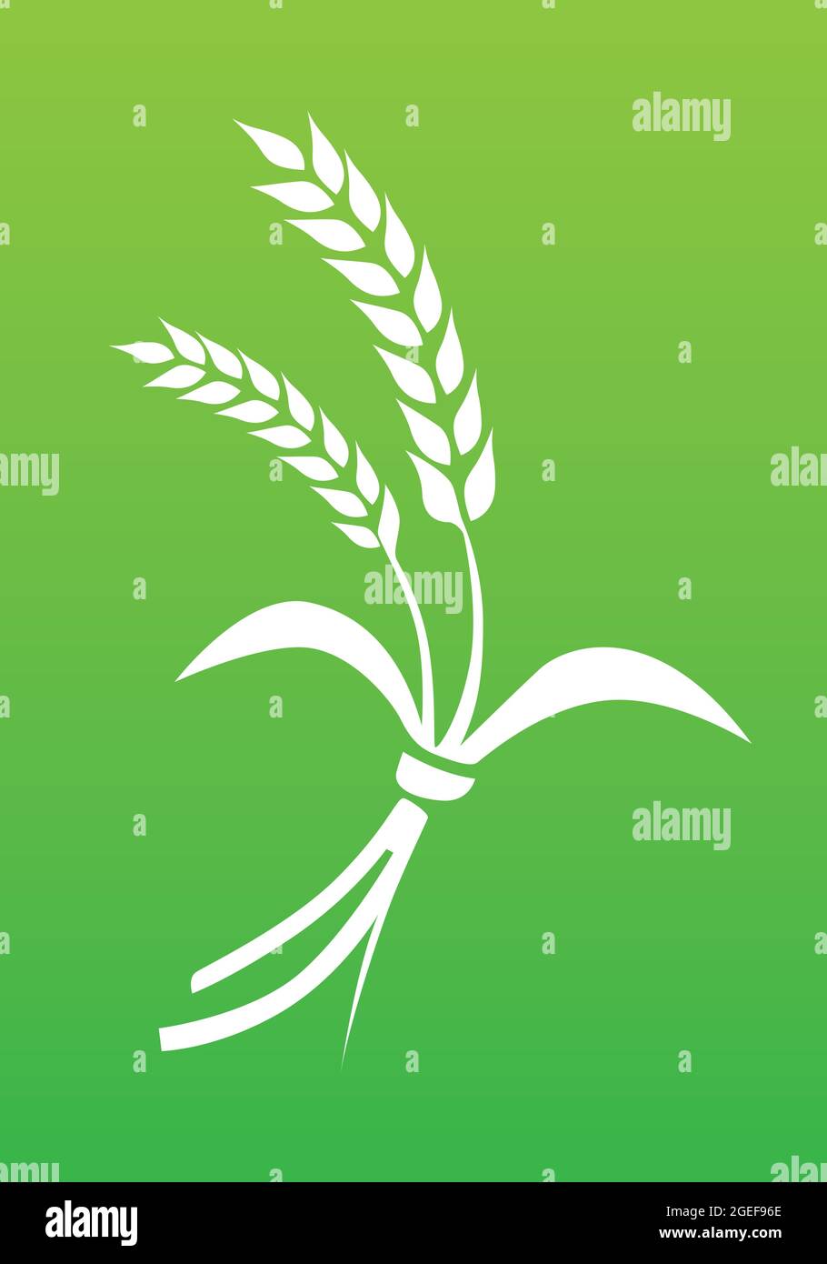 Rice ear realistic vector. Agriculture crops. Rice plant vector ...