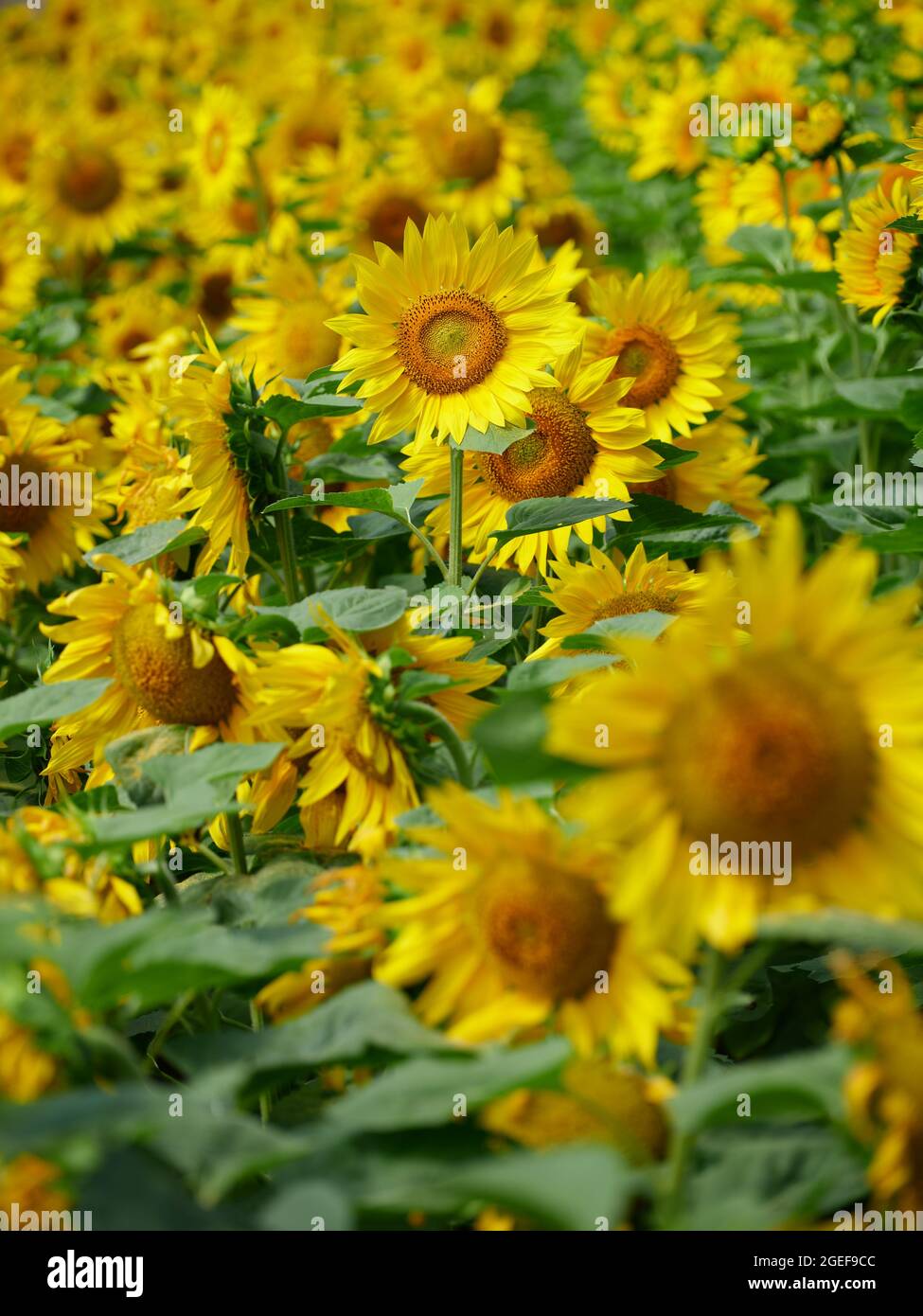 Sunflower field hokkaido japan hi-res stock photography and images - Alamy