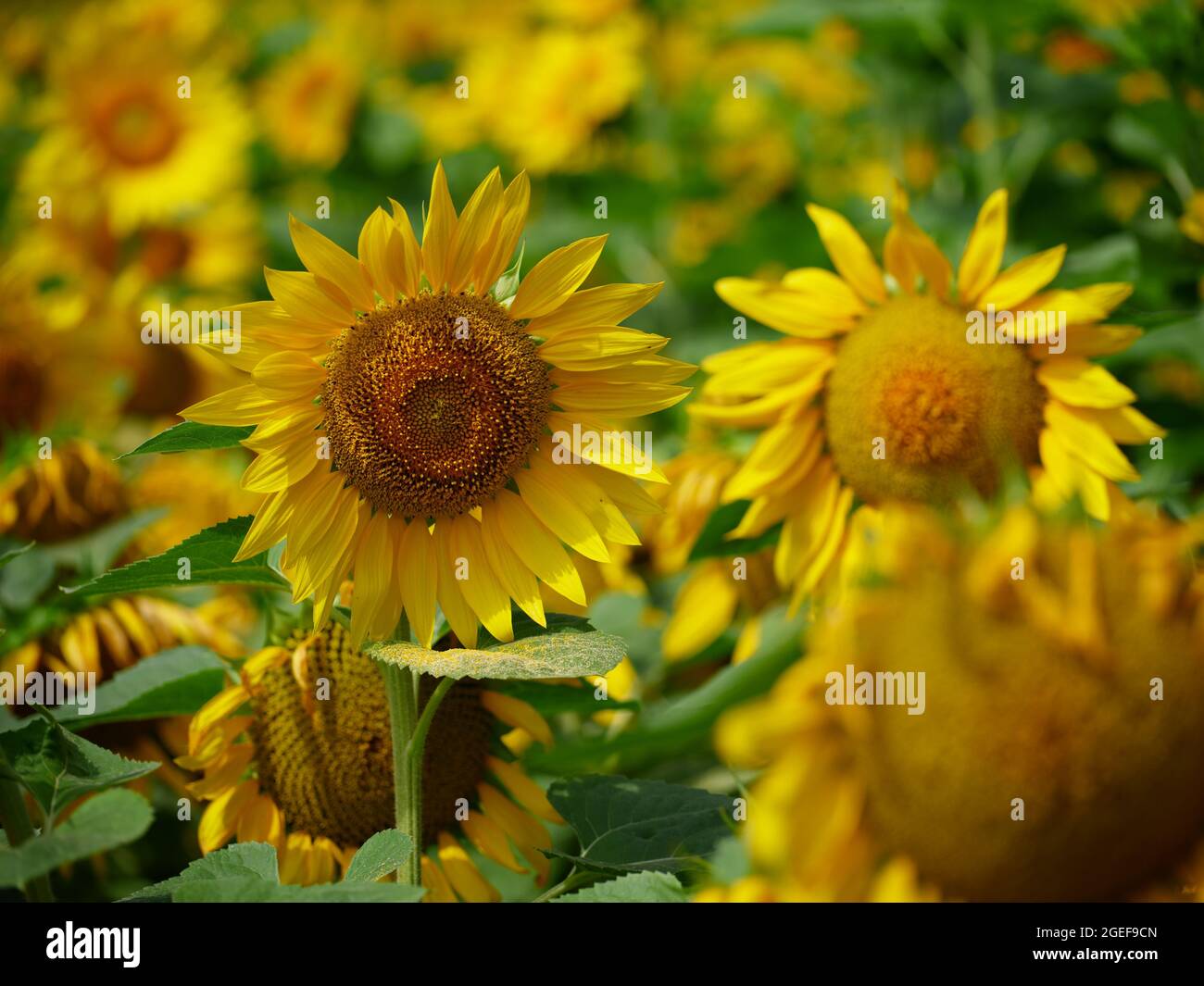 Sunflower shade hi-res stock photography and images - Alamy