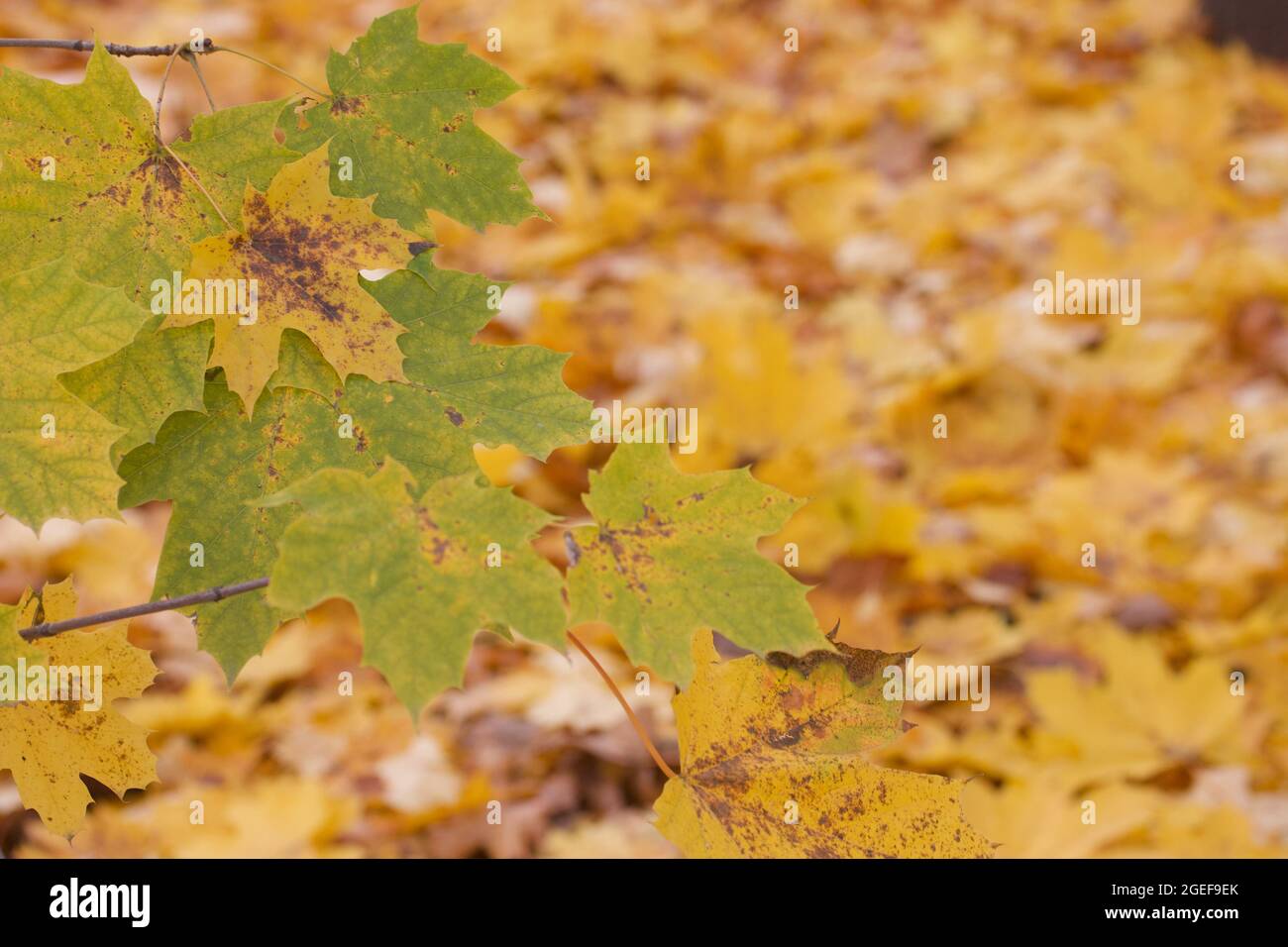 Autumn yellow maple leaves on the tree. The background is blurred. Close-up shot Stock Photo - Alamy