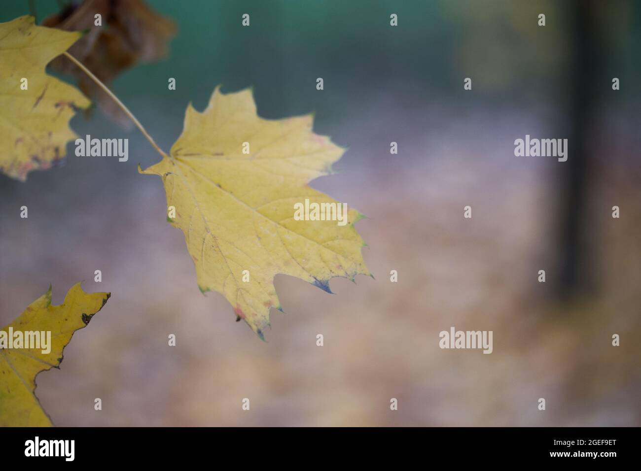 Autumn yellow maple leaves on the tree. The background is blurred. Close-up shot Stock Photo - Alamy