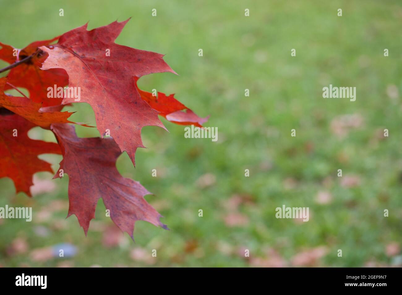 Autumn leaves of canadian oak on the tree. Red Oak in autumn. The ...