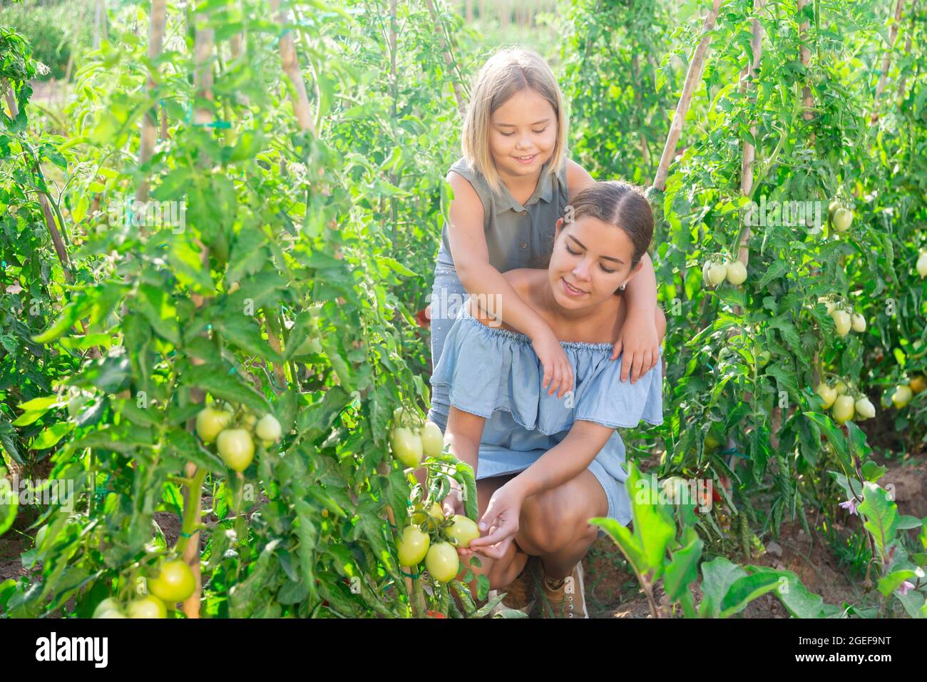Teenage daughter helps mom look after tomato sprouts in garden Stock ...