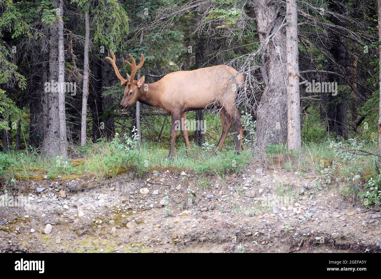Wapiti cervus elaphus canadensis hi-res stock photography and images ...