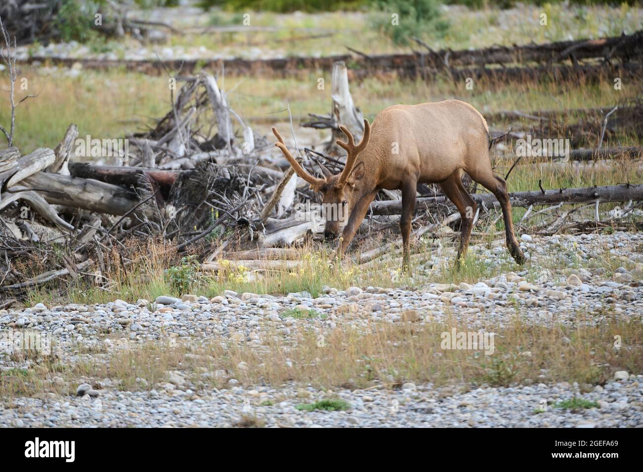 Bull Elk (Wapiti), (Cervus canadensis), (Cervus elaphus) Bow River ...