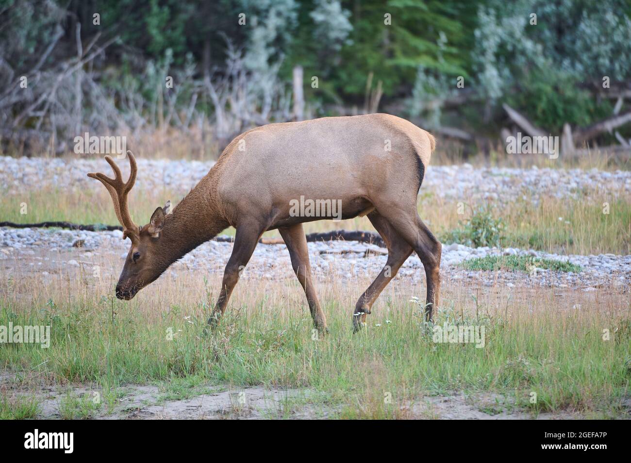 Bull Elk (Wapiti), (Cervus canadensis), (Cervus elaphus) Bow River ...