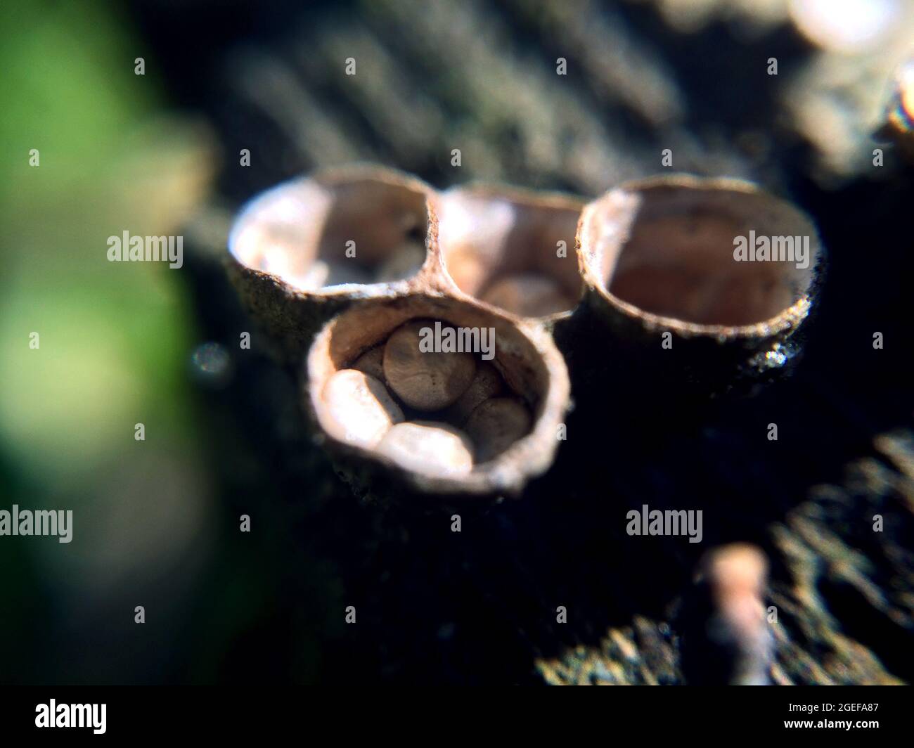 Cup shaped mushroom hi-res stock photography and images - Alamy