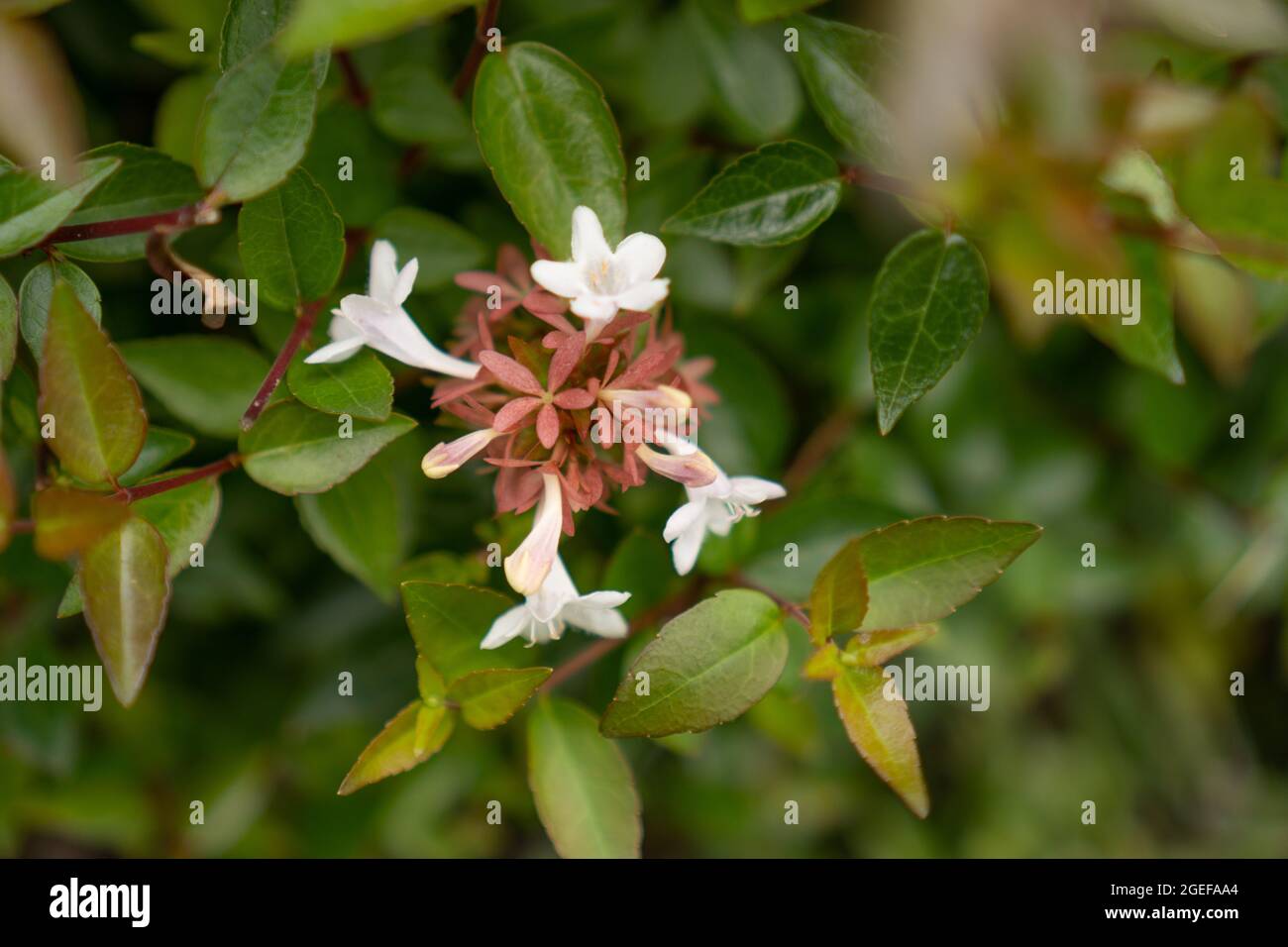 Leaf of abelia hi-res stock photography and images - Alamy