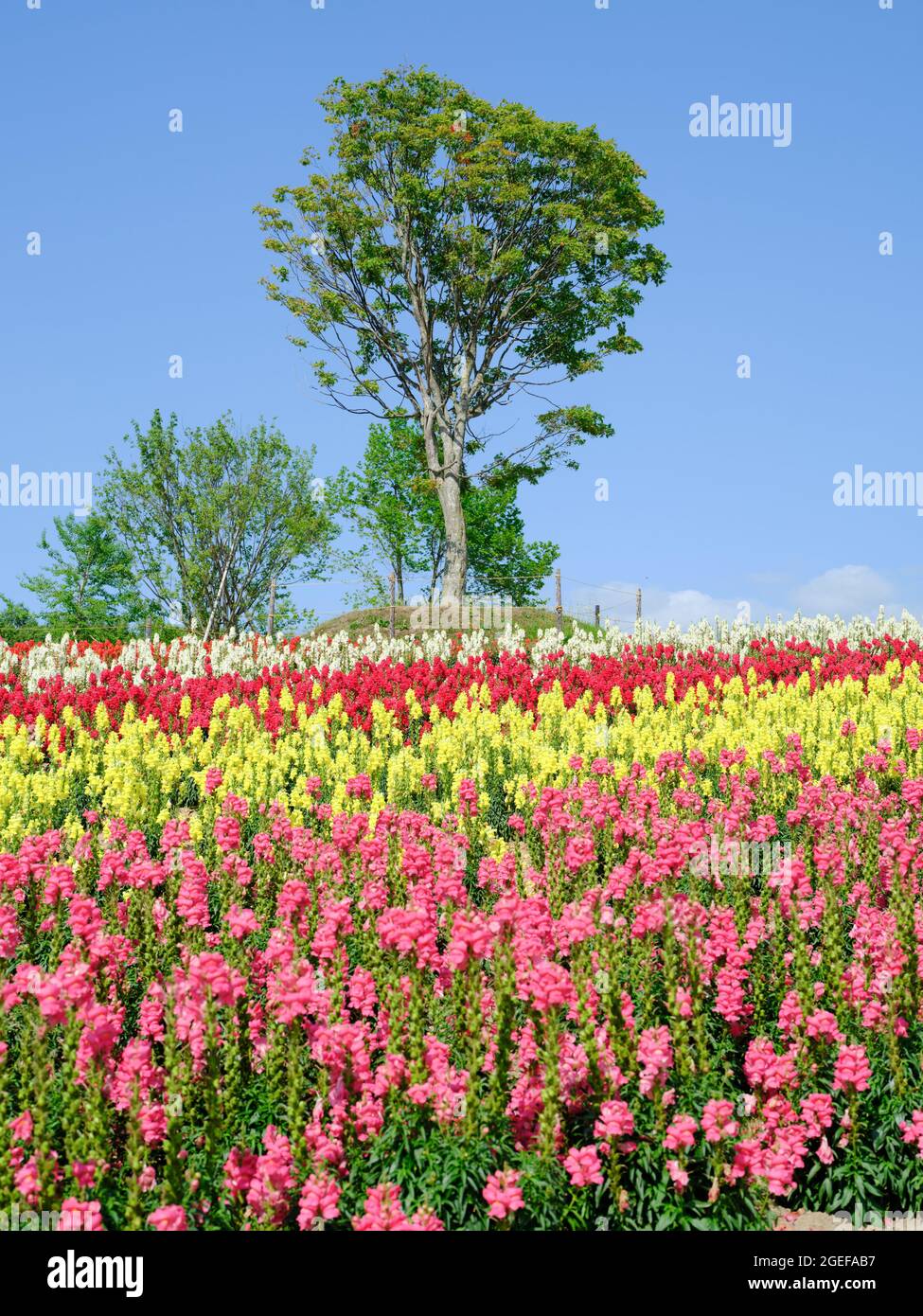 Large Flower Field Stock Photo - Alamy