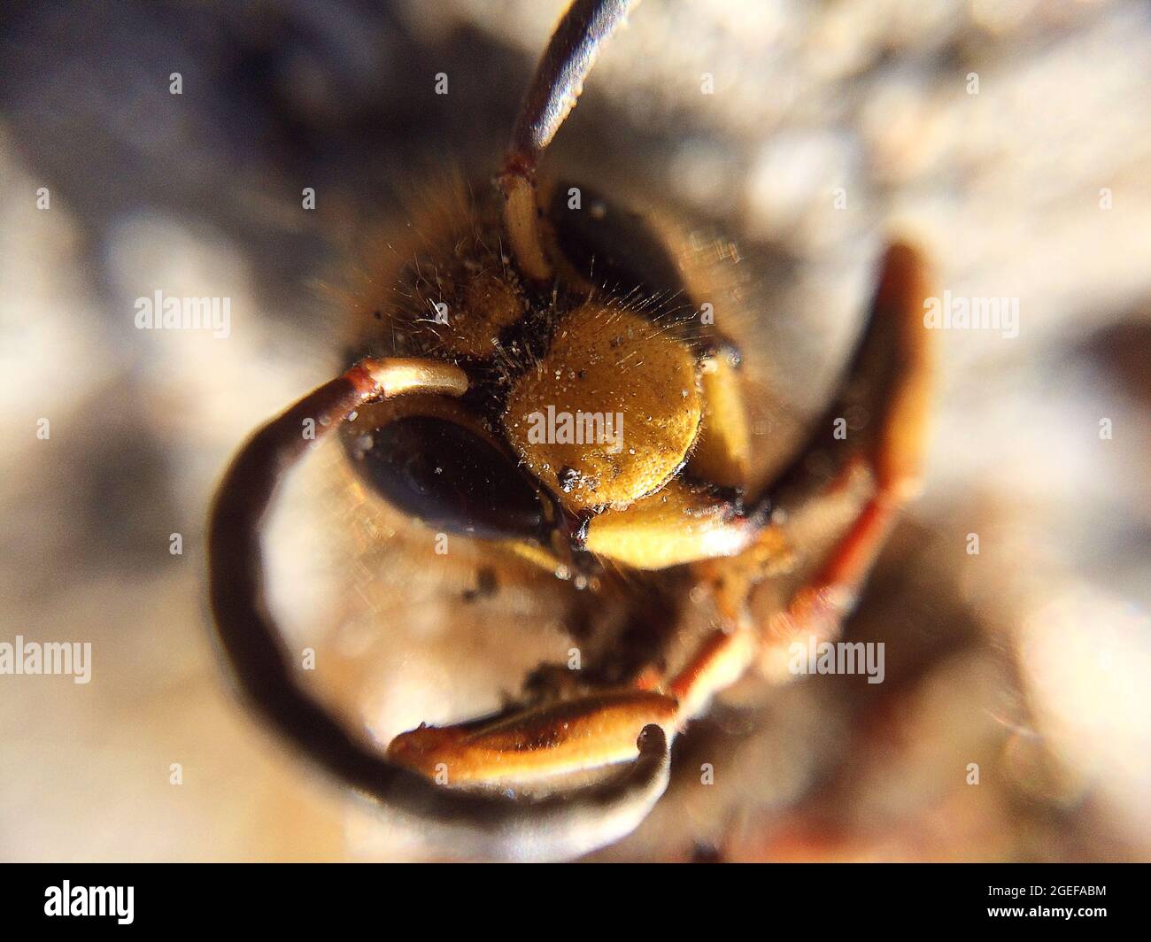 Dead wasp lying on the ground. Macro bug photography Stock Photo - Alamy