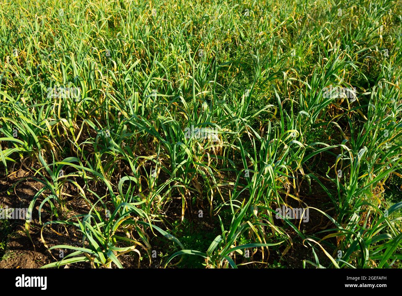 Field planted with garlic Stock Photo - Alamy