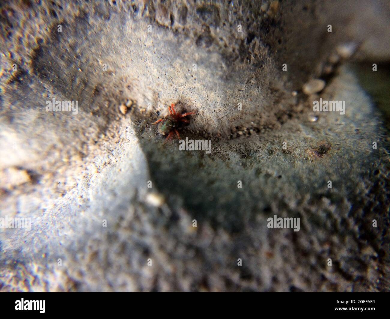 Green bug with red legs crawling on the ground Stock Photo - Alamy