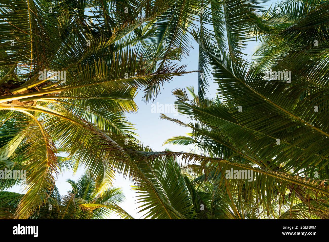 Copy space of tropical Coconut palm tree leaf with sun light on sunset ...