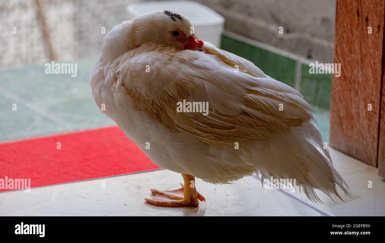 White duck standing close to the camera, domesticated wild animal, with ...