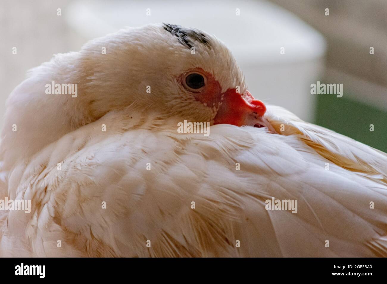 White duck standing close to the camera, domesticated wild animal, with ...